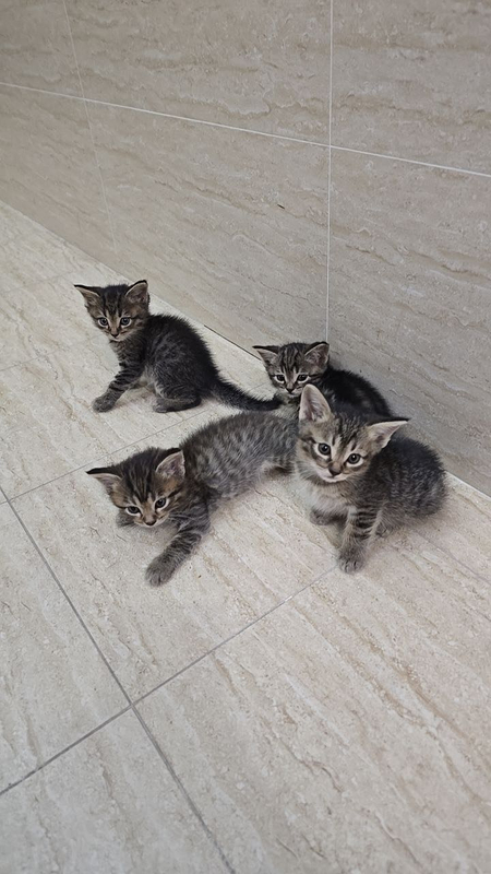 Продаются Котята !!