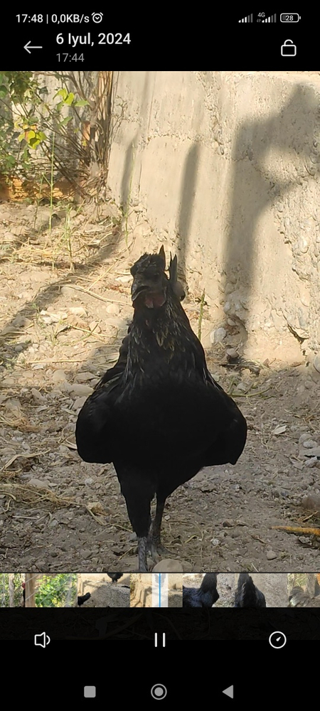 Ayam semanixõrozlar  Margilonda