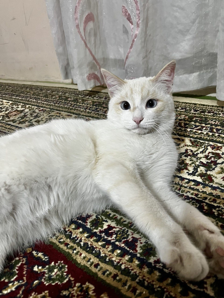 ОТДАМ ДАРОМ   Скотш страйт