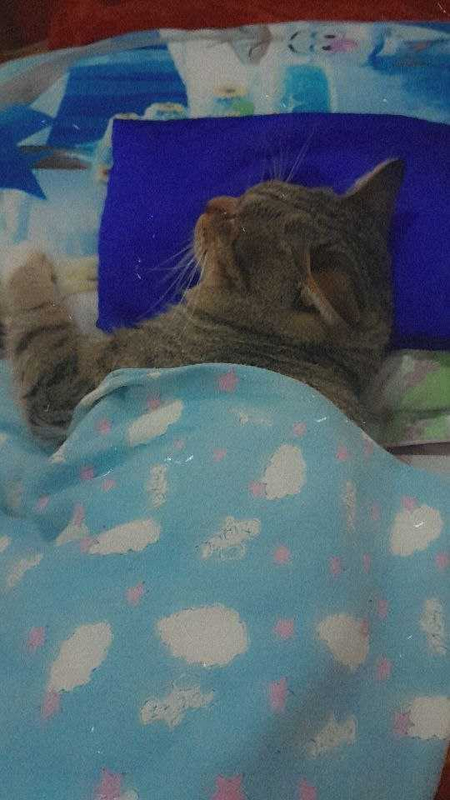 Кот на вязку мальчик