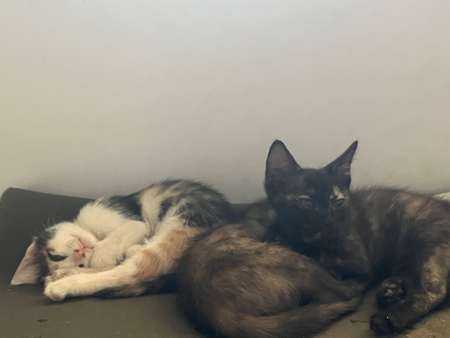 Котята 3 месяца