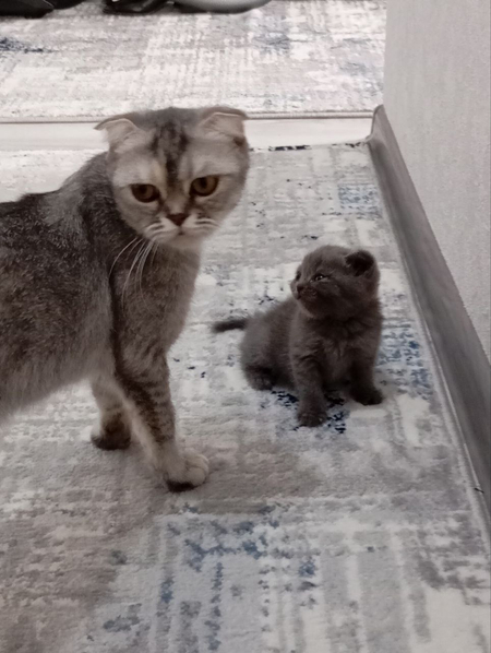 Scottish fold/Котята Шотландская вислоухие