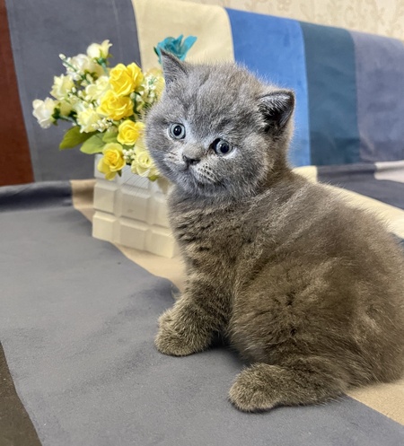 Котенок Scottish straight