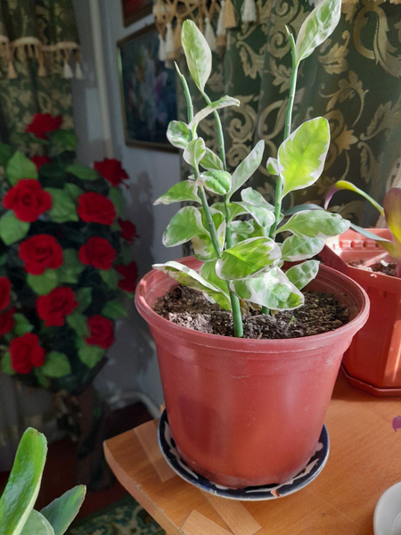 Gullar sotiladi garshoklari bn