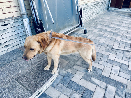 Labrador Лабрадор 10.04 tugilgan