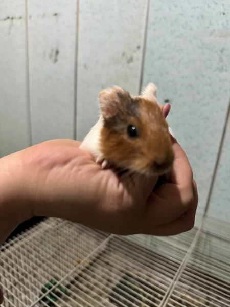 Продам морских свинок
