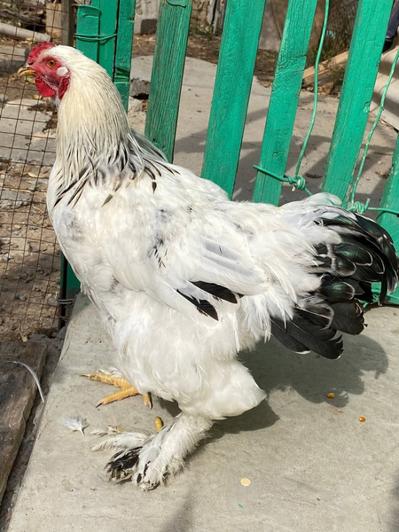 Продам петухов и кур порода Брама