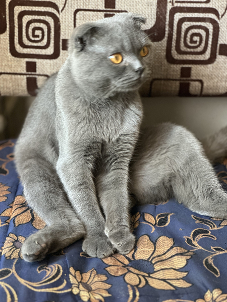 Вязка кошек
