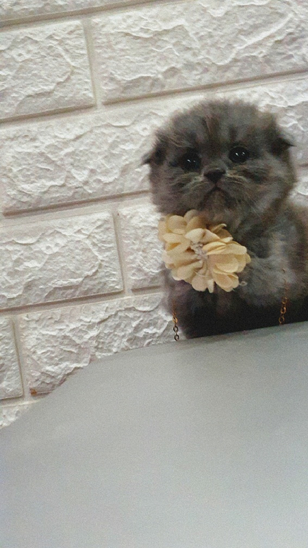 Продаётся чистокровный кошечка