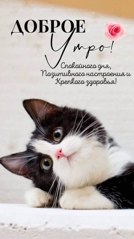 Передержка животных