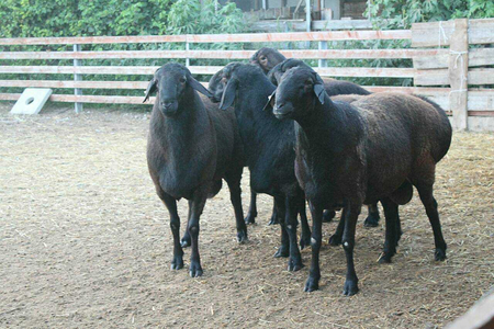 Qo'chqorlar hamda qassob xizmati