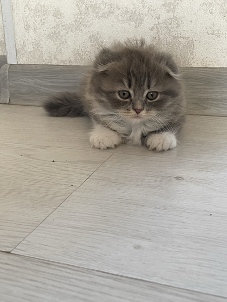 Продается кошка срочно