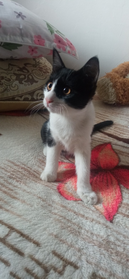Продам красивых котят