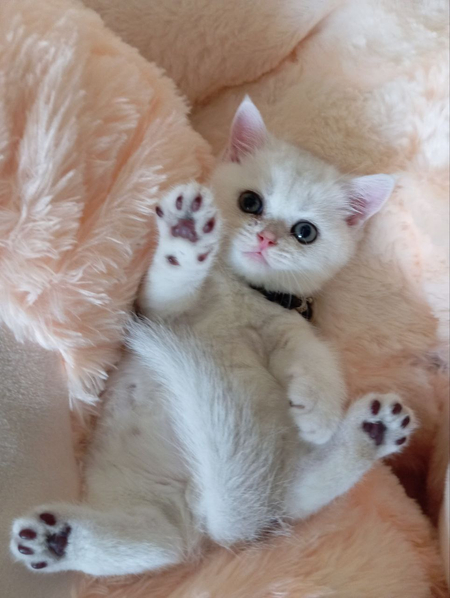 Готовится к продаже котёнок серебристая шиншилла!
