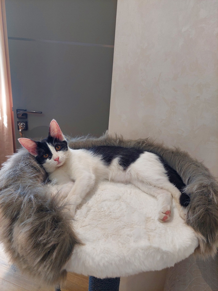 Котёнок девочка. Очень ласковая. Привита, имеет паспорт