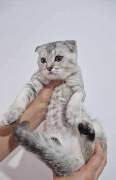 Мушук зотли скотиш фолд шиншилла