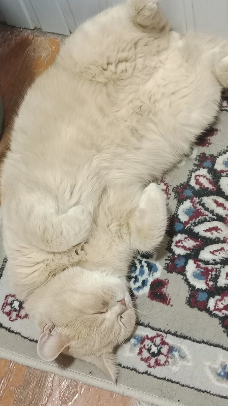 Кошка 1 гоп домашний