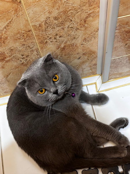 Вязка с Британским вислоухим Котом