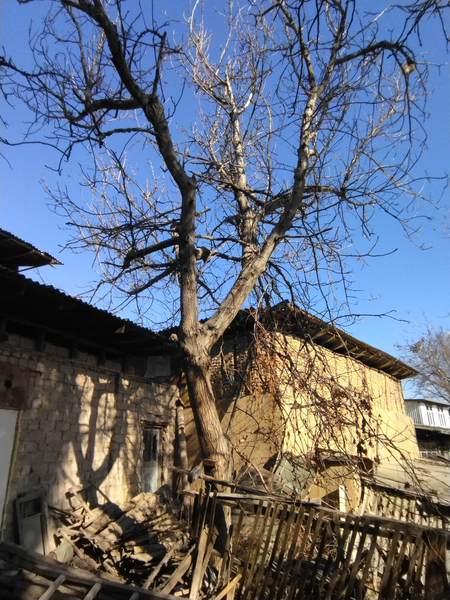 Qurigan Daraxtlar sotiladi