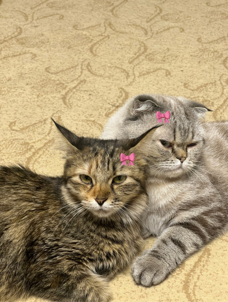 skotish+tobby/скотиш+тоббй
