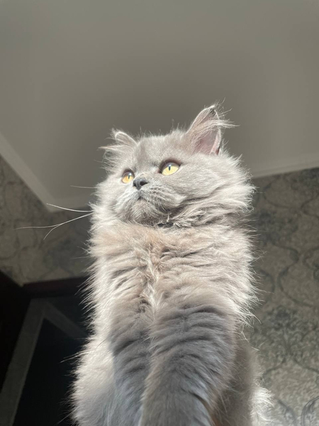 Британский длинношерстный кот