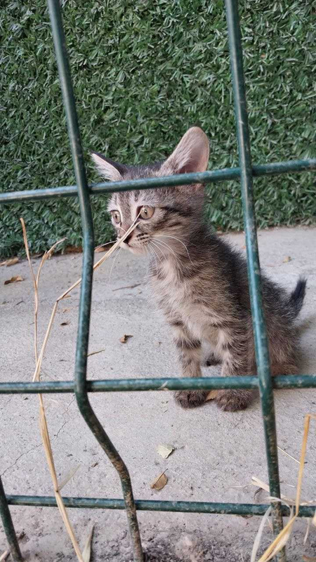 Котята, девочки, по 2 месяца