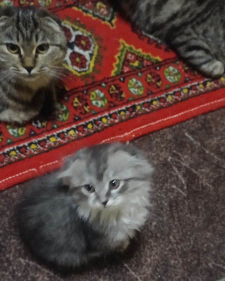Котята веслоухиие 2 месячные и мама кошка отдам в хорошие руки