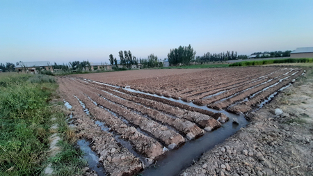 Agarot sotiladi  15.7 sotix