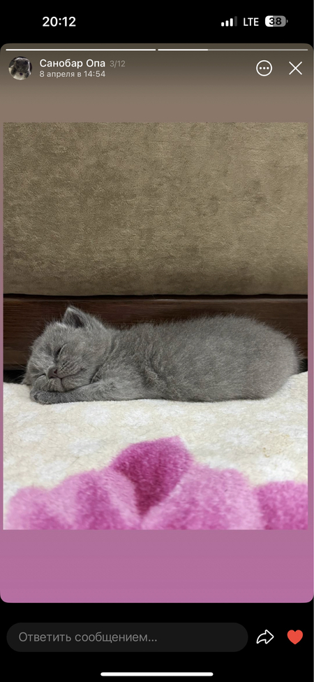 Вязка Скотиш Страйт