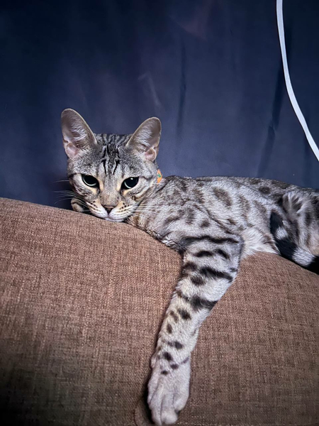 Продаётся кошка бенгал