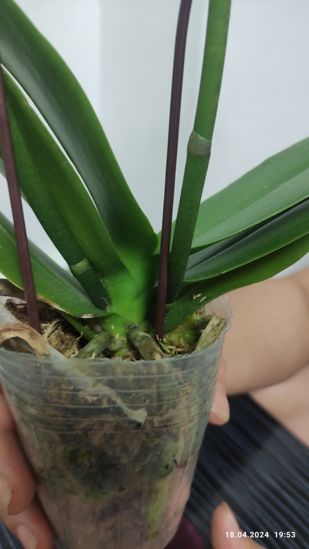 Орхидея /Phalaenopsis Afrodita Orchid/ миди 42см