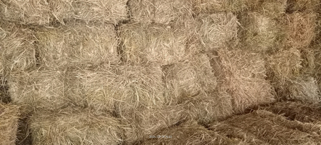 Birinchi oʻrim hashak