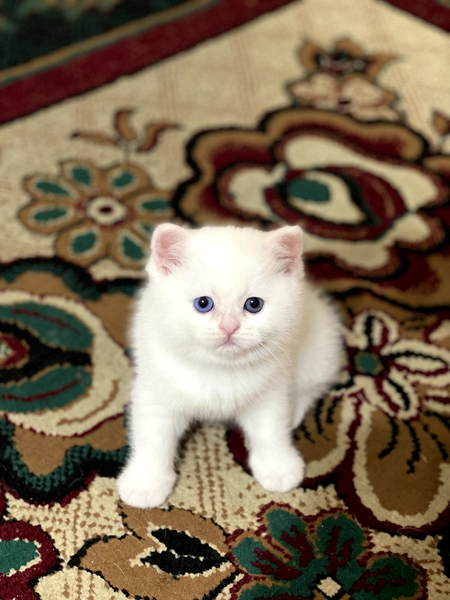 Scottish Fold & Scottish Straight