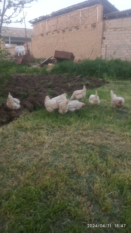 Tovuqlar sotiladi