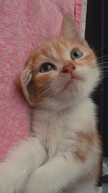 Отдам котят даром ,активные ,любят ласки и игры