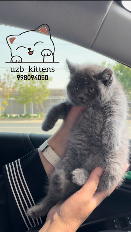 Скоттиш страйт