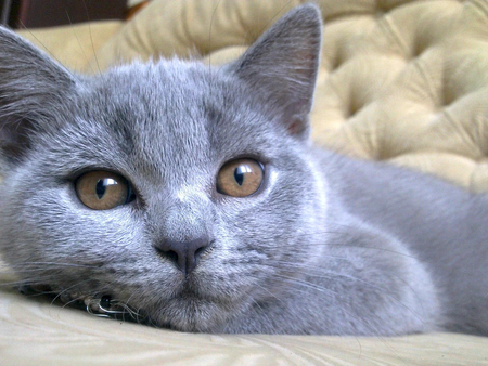 Срочно продается Скоттиш Фолд