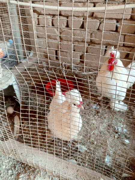Yapon oilaviy sotiladi