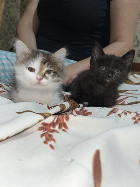 Отдам бесплатно котят в добрые руки