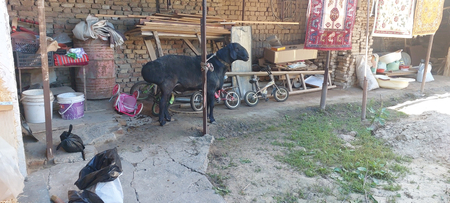 Зотли кучкор сим жун буйи 95 узунлиги 107 см