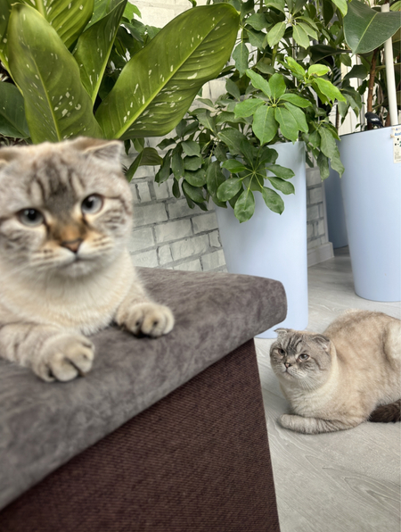 Скотиш фолд киз бола