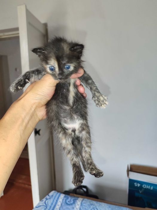 Котята в добрые руки бесплатно