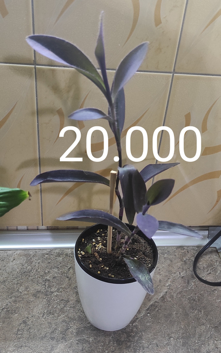 Комнатные растения,цены до 25.000
