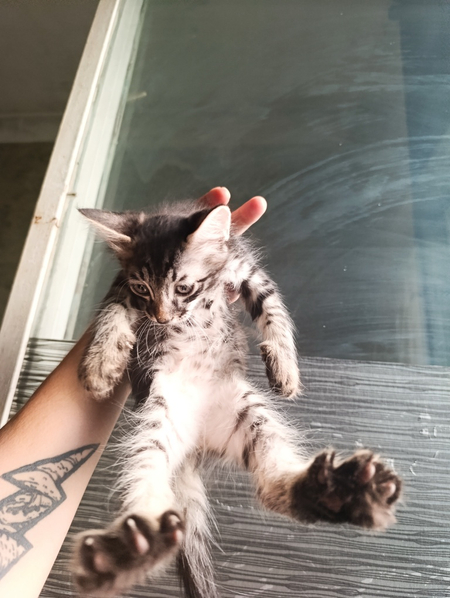 Отдаю даром котят