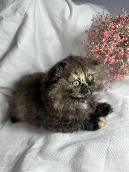 Продам котят