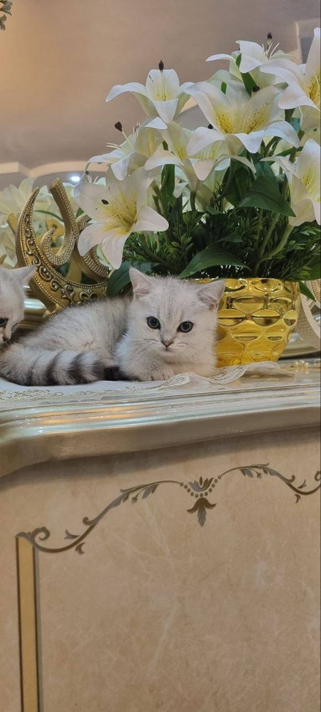 Кошка: Серебристая британская шиншилла. 2,5 месяць.