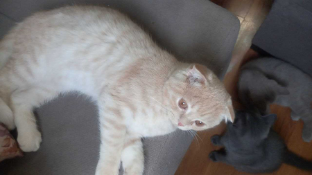 Котята .Скоттиш страйт и скоттиш фолд.