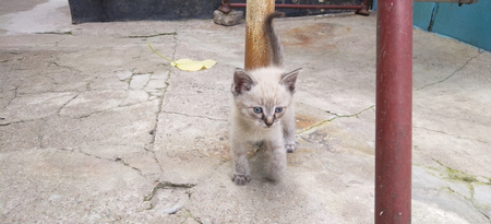 Отдам котят бесплатно
