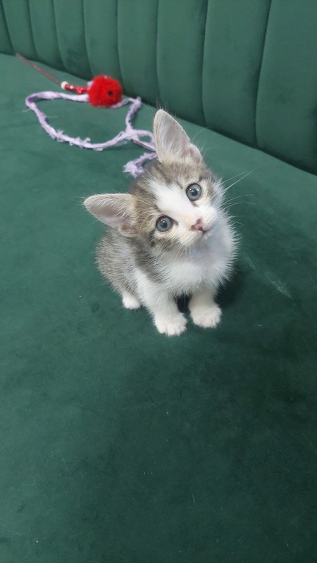 Котёнок. Возраст 1 месяц. Только в Ташкент