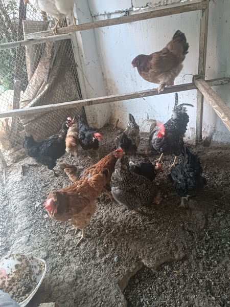 Курицы домашние продаются